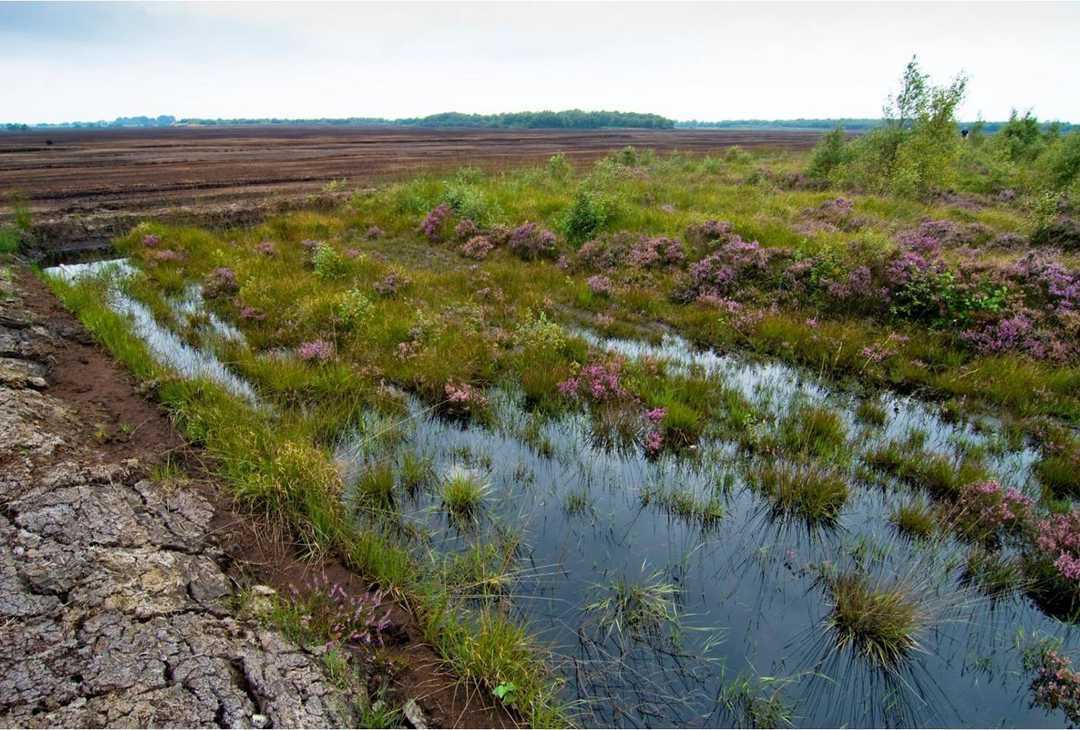 Previewing the priorities of our plan for nature: lowland mosslands and ...