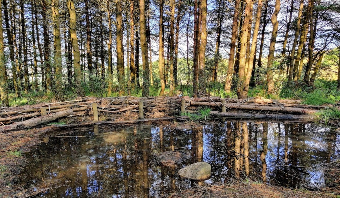 Crompton Moor Nature Recovery Project - GM Green City